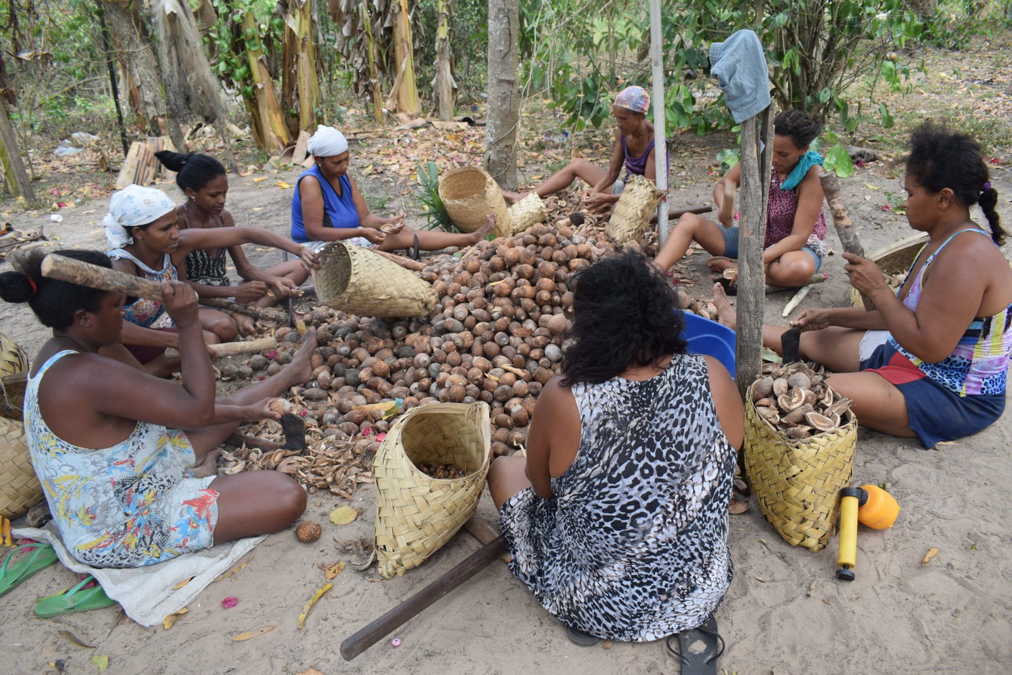 Quebradeiras de coco babaçu na Amazônia