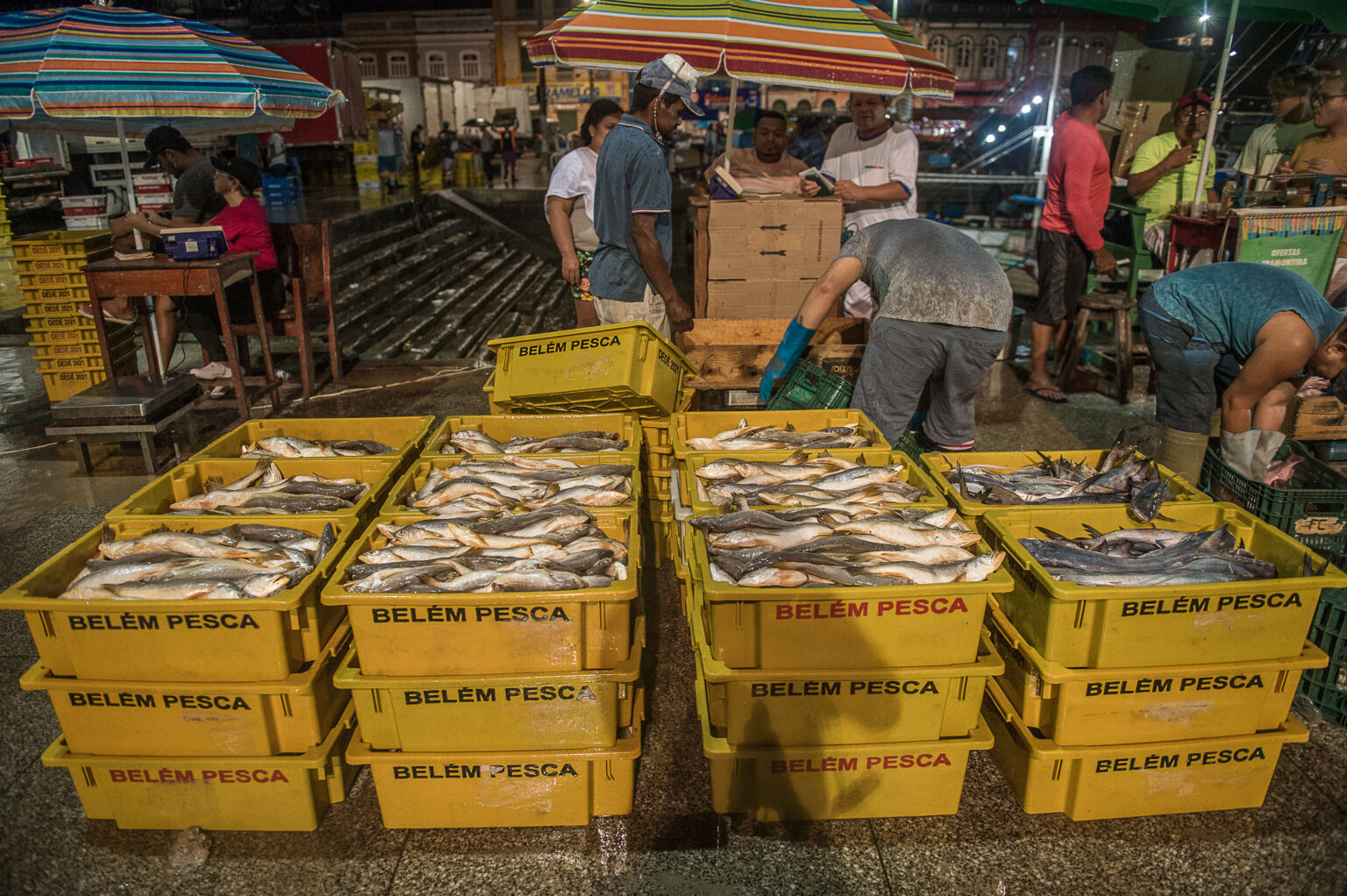Pedra do Peixe: Fotos da chegada dos pescados ao Ver-o-Peso