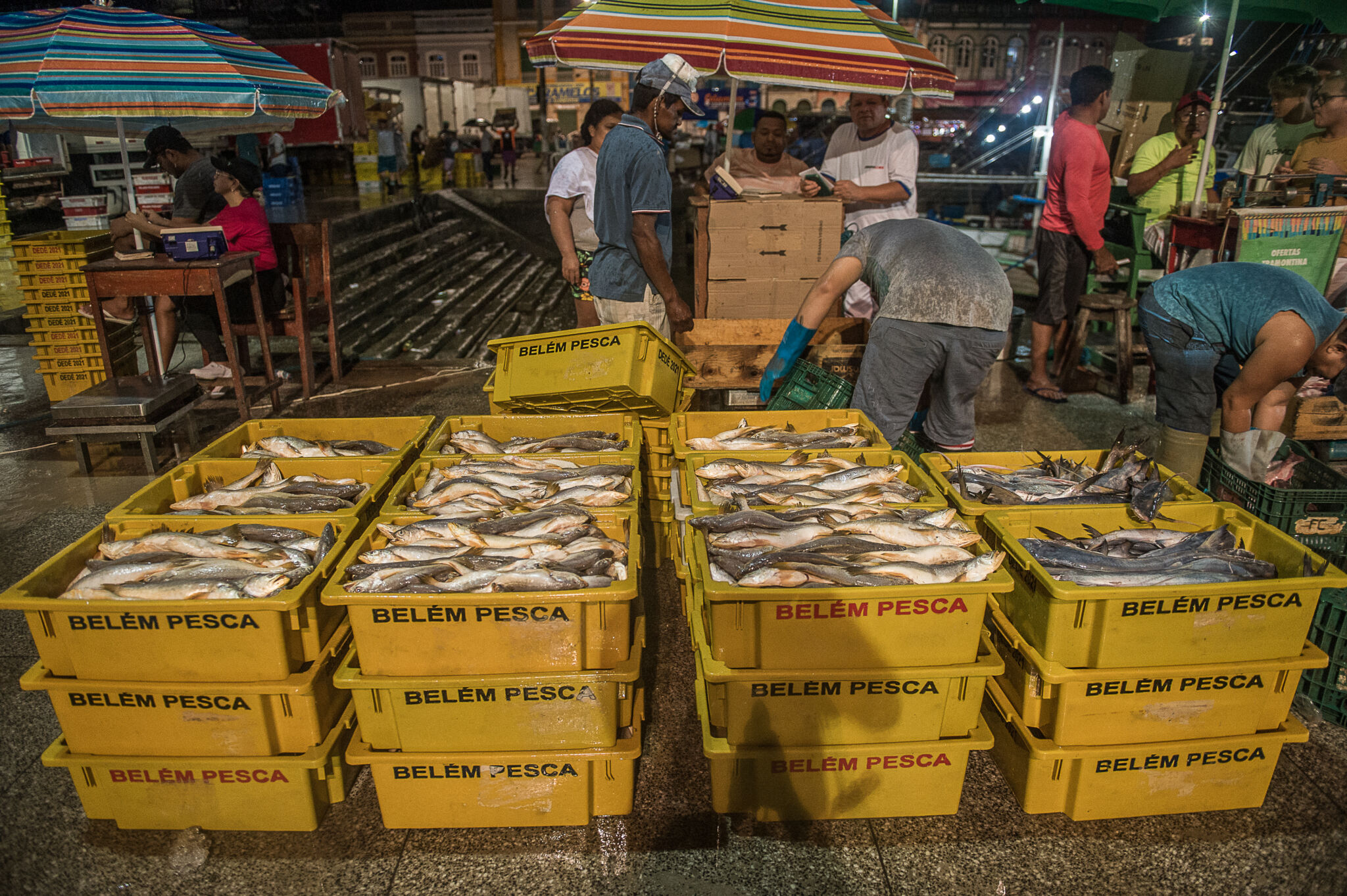 Pedra do Peixe: Fotos da chegada dos pescados ao Ver-o-Peso