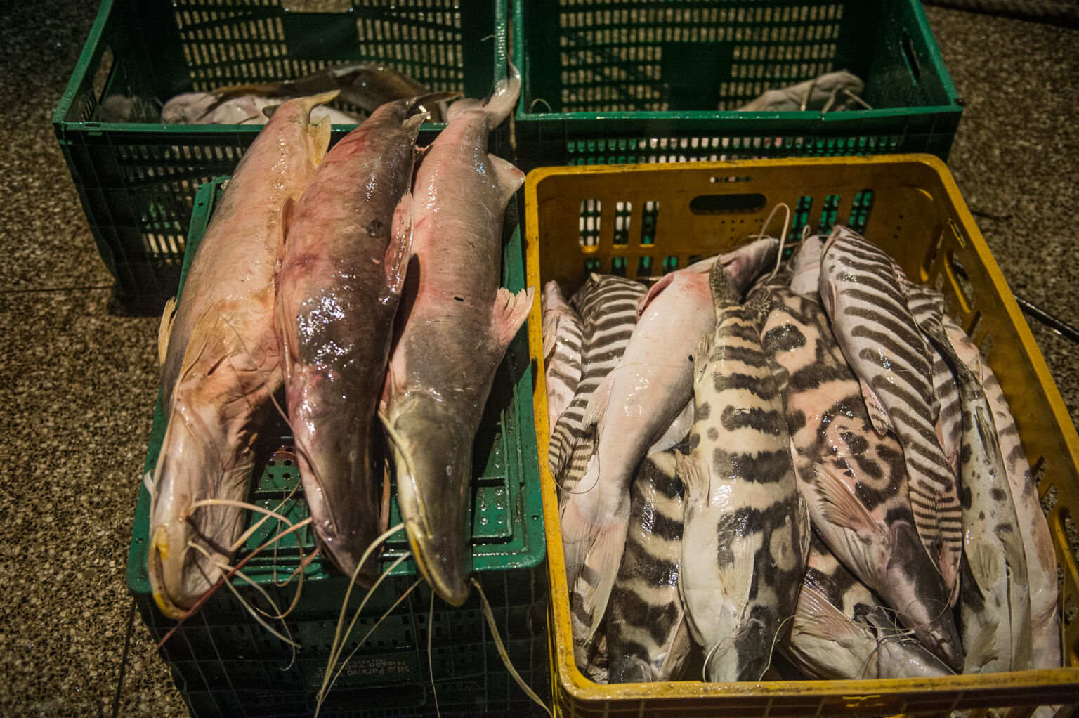 Pedra do Peixe: Fotos da chegada dos pescados ao Ver-o-Peso