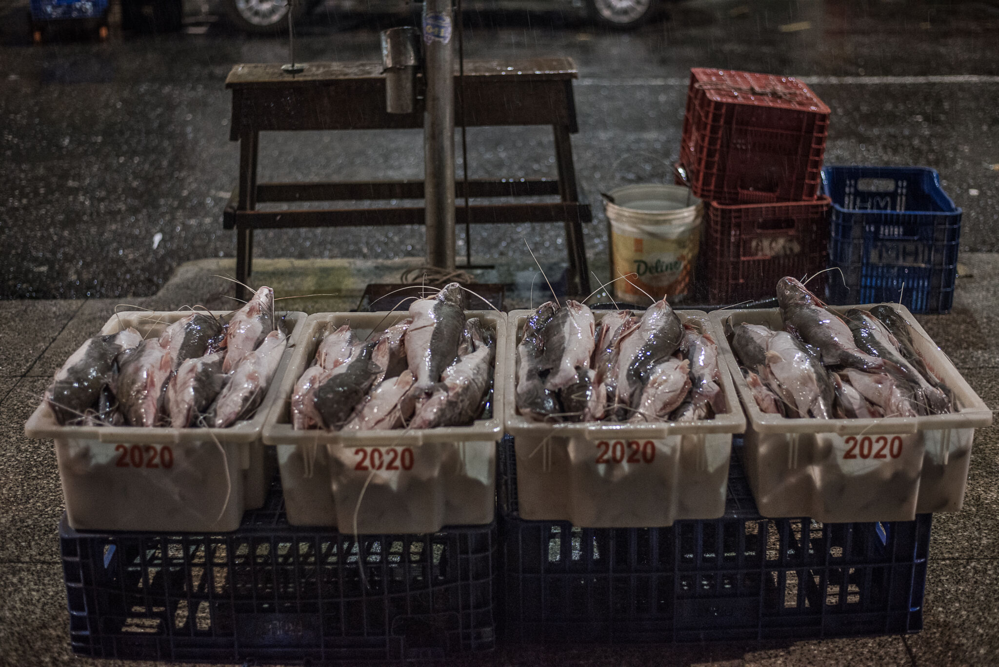 Pedra do Peixe: Fotos da chegada dos pescados ao Ver-o-Peso